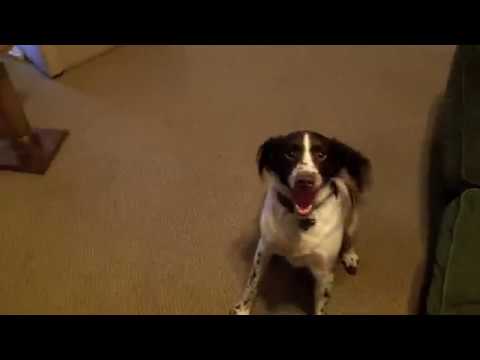 Dog Throws a Temper Tantrum! - YouTube