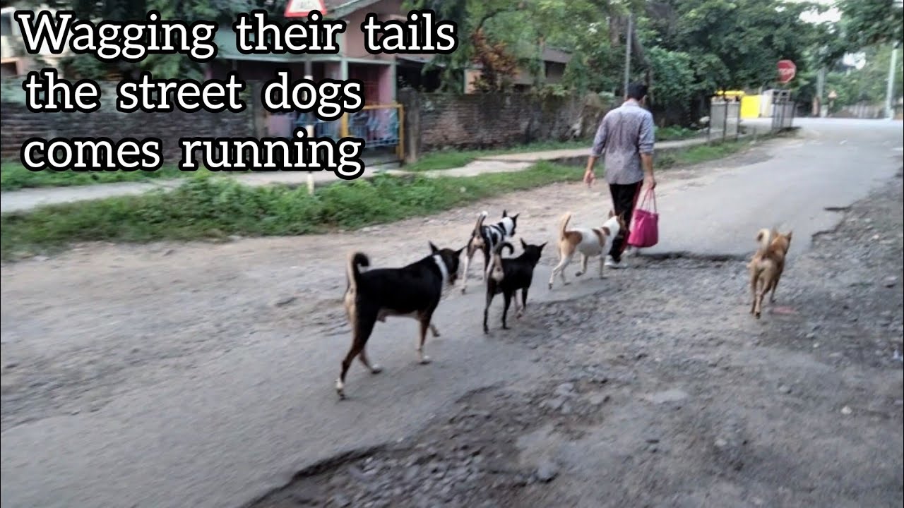 Wagging their tails the street dogs comes running - YouTube