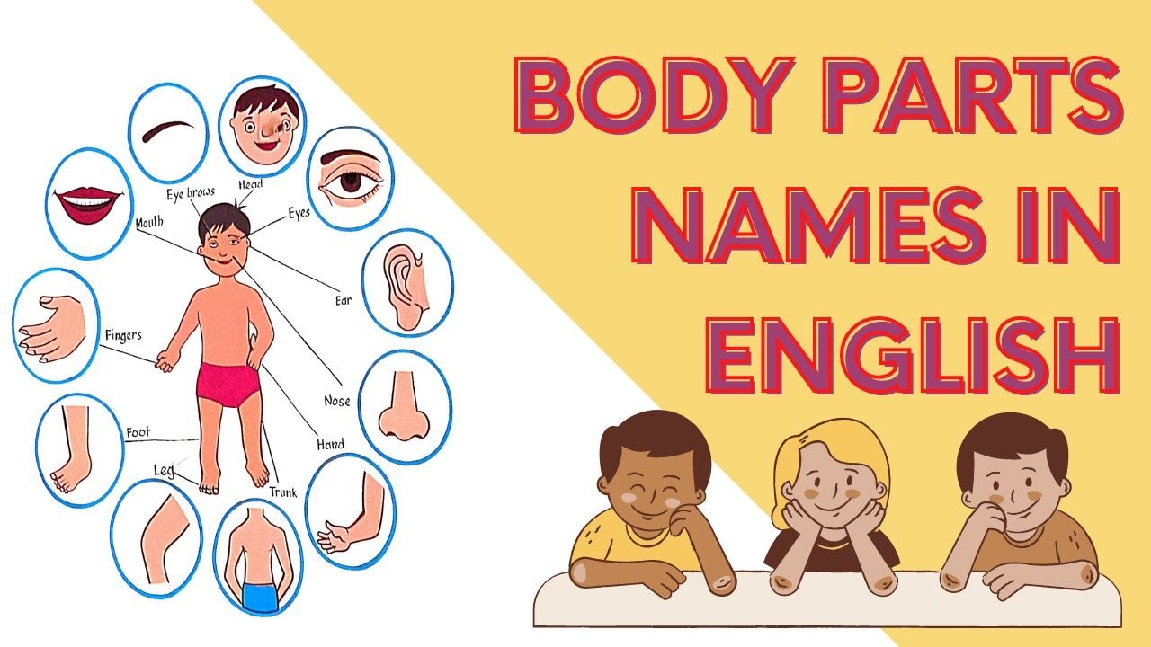 Body Parts Names in English, Learn Body Parts, Body Parts , Body Parts ...