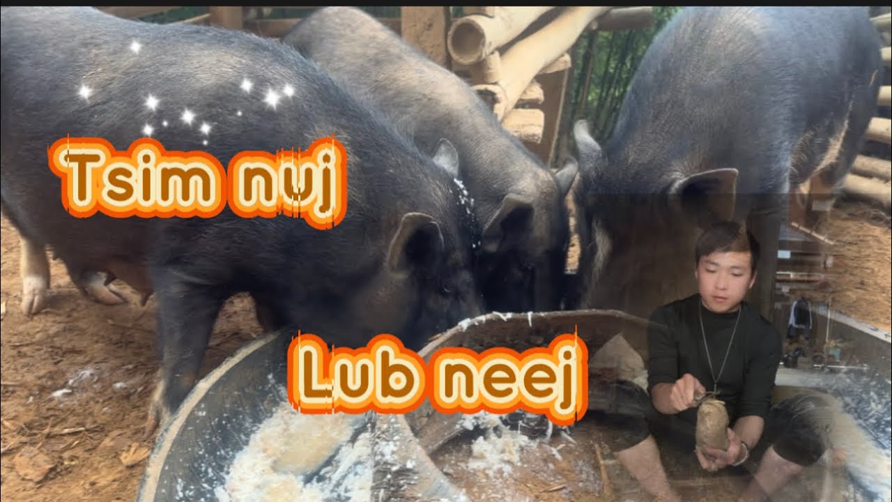 Tsim nuj lub neej. Cuộc sống hàng ngày của chàng trai miền núi - YouTube