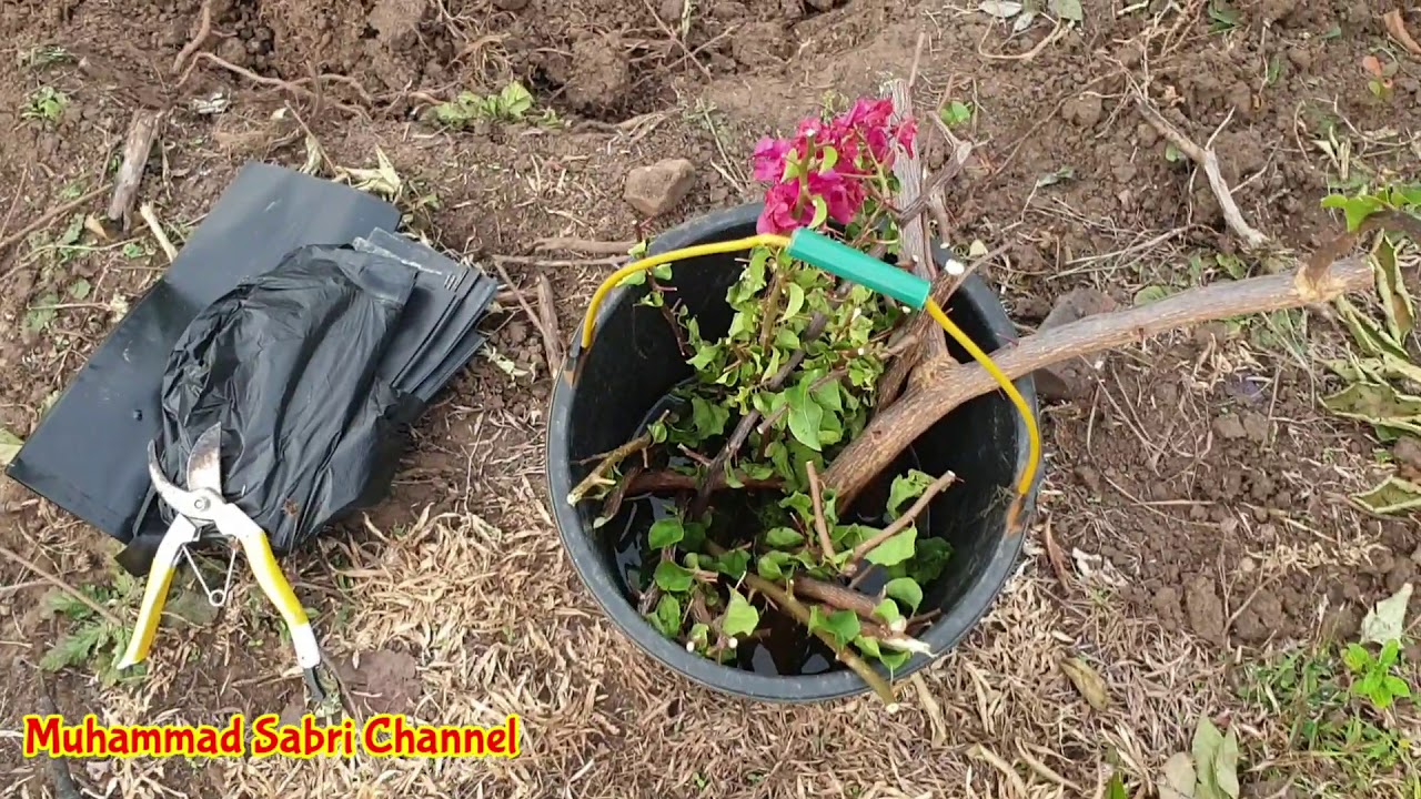 CARA MUDAH STEK BUNGA KERTAS (BOUGENVIL) DIJAMIN HIDUP - YouTube