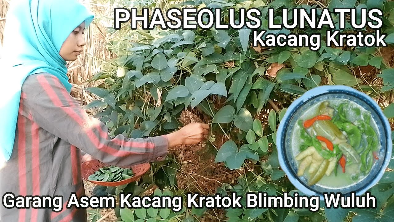 #137 PETIK KACANG KRATOK DAN BLIMBINGWULUH II MASAK GARANG ASEM AYAM ...