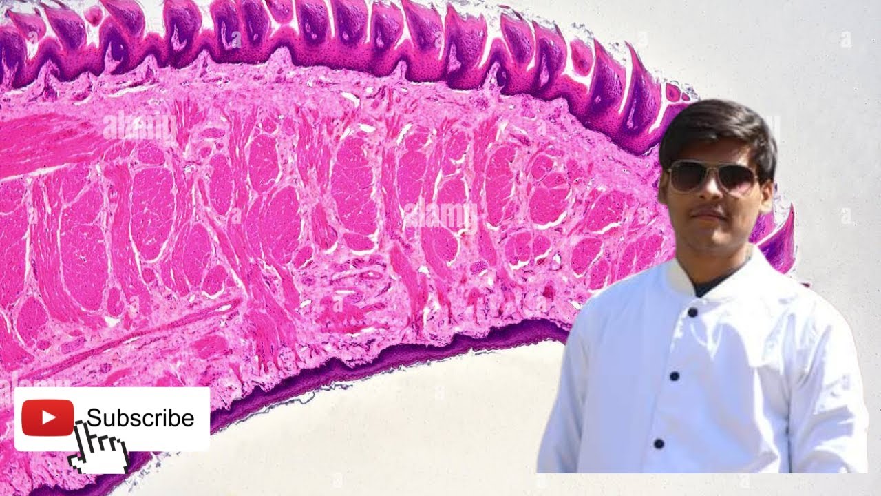II TONGUE LATERAL SECTION VIEW II MICROSCOPIC VIEW #DIGITALBIOLOGY ...