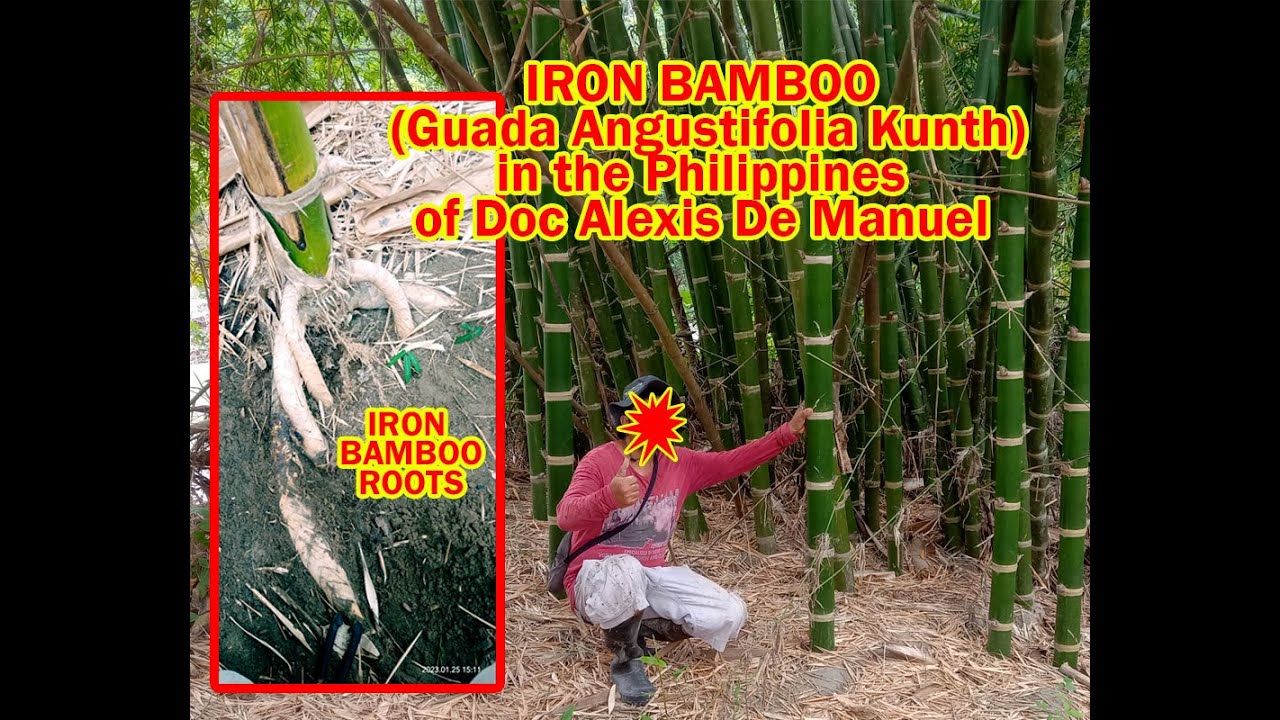 IRON BAMBOO IN THE PHILIPPINES OF Doc. Alexis De Manuel - YouTube