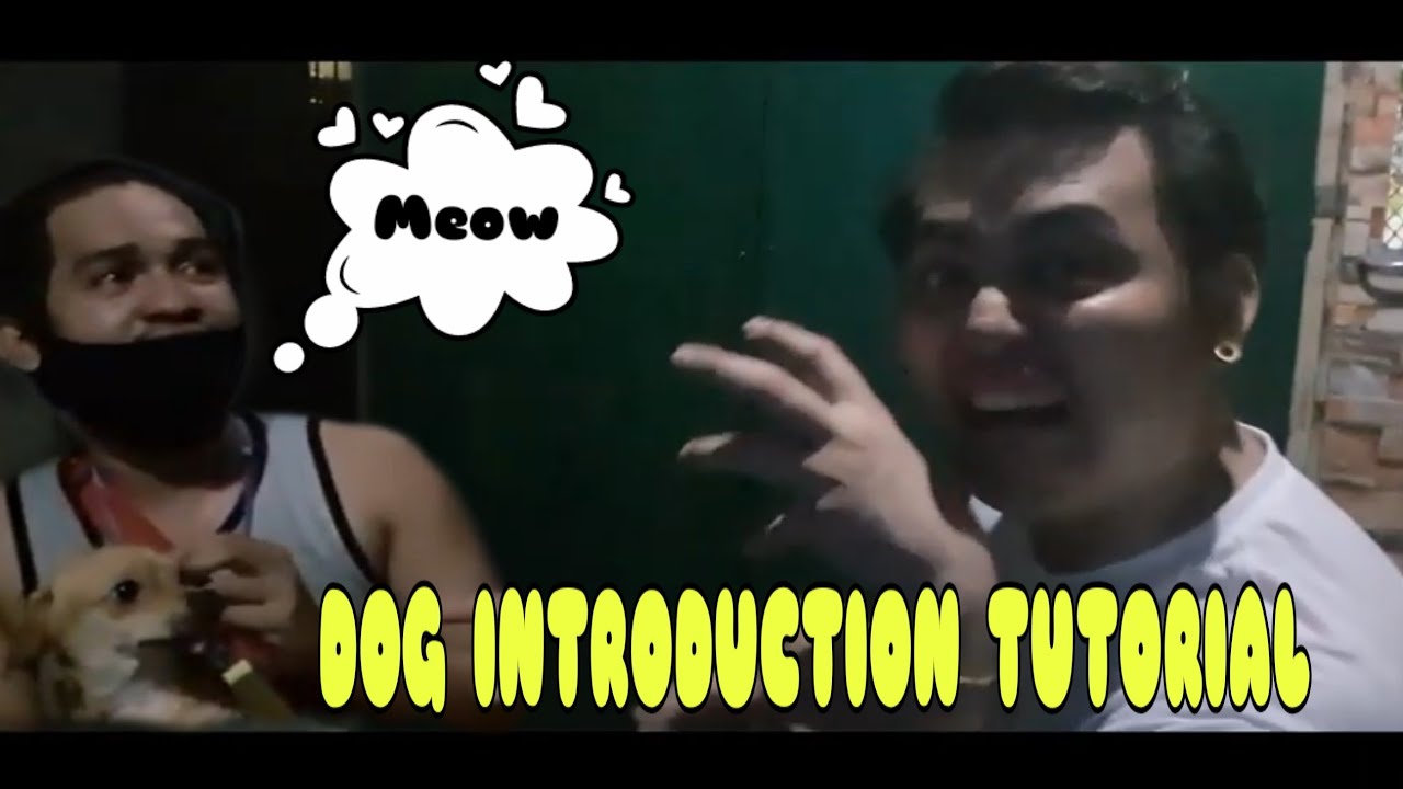 DOG INTRODUCTION TUTORIAL - YouTube