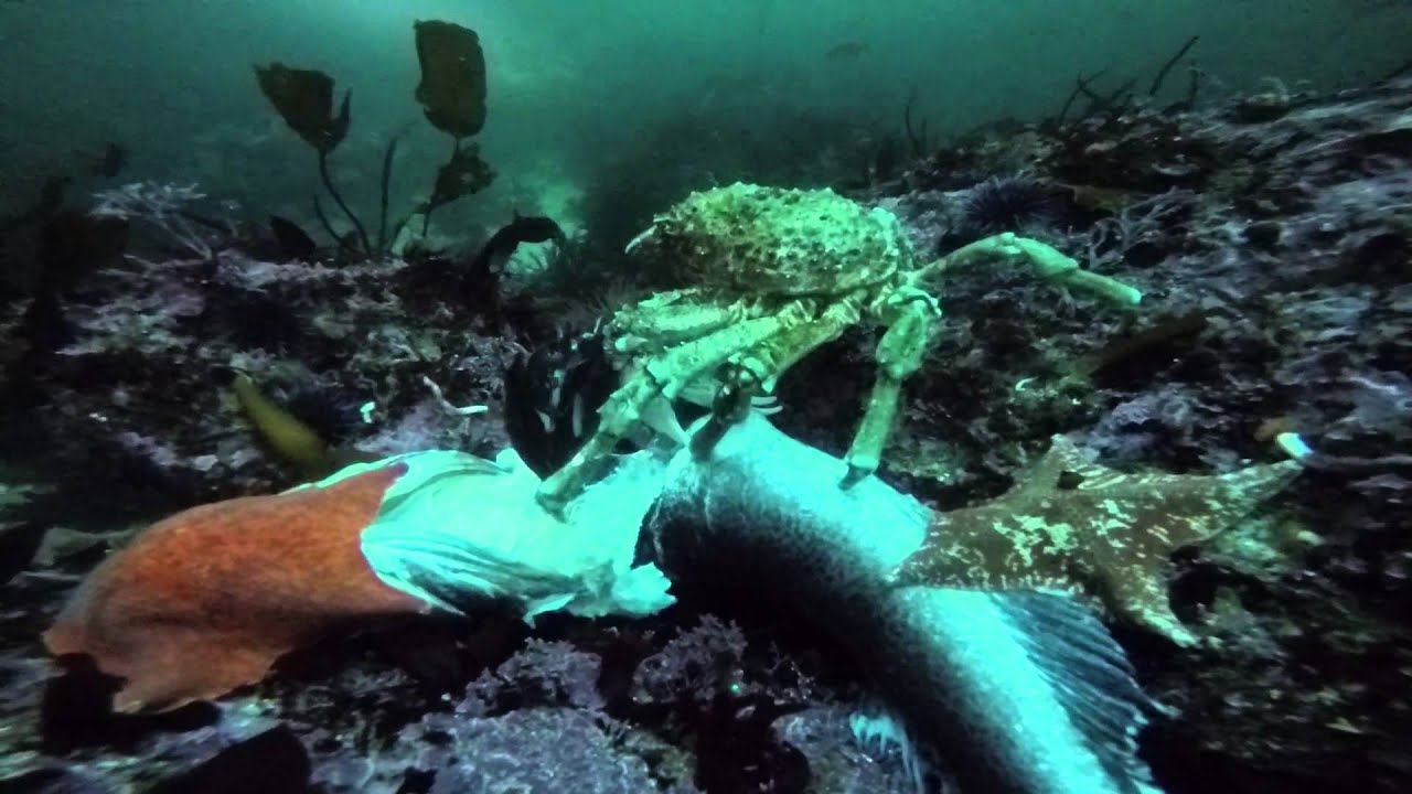 Invertebrate Zoology BIOHOPK 161H - YouTube