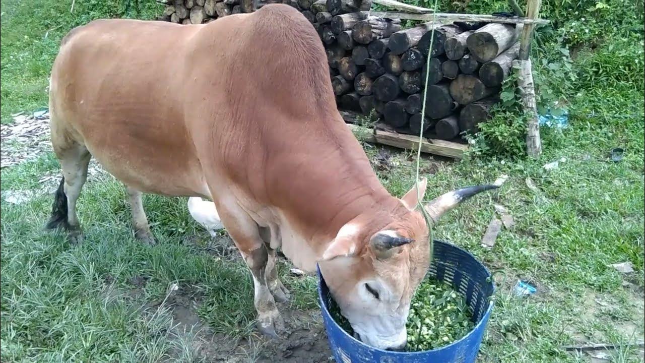 los saib kuv tus nyuj noj zaub nawb 2_3 hnub no tsis laib sib nraus li lawm - YouTube