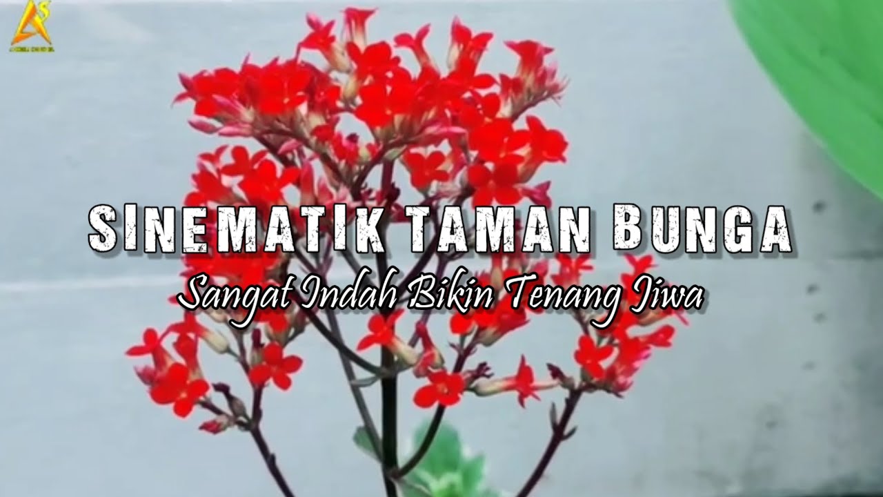 Sinematik Taman Bunga || Sangat Indah Bikin Tenang Jiwa - YouTube