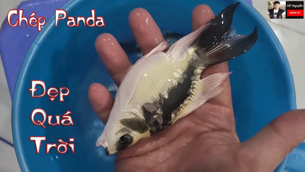 Cá Chép Phụng - Cá Koi Bướm - Cá Chép Sư Tử - Cá Chép Panda - Cá Chép ...