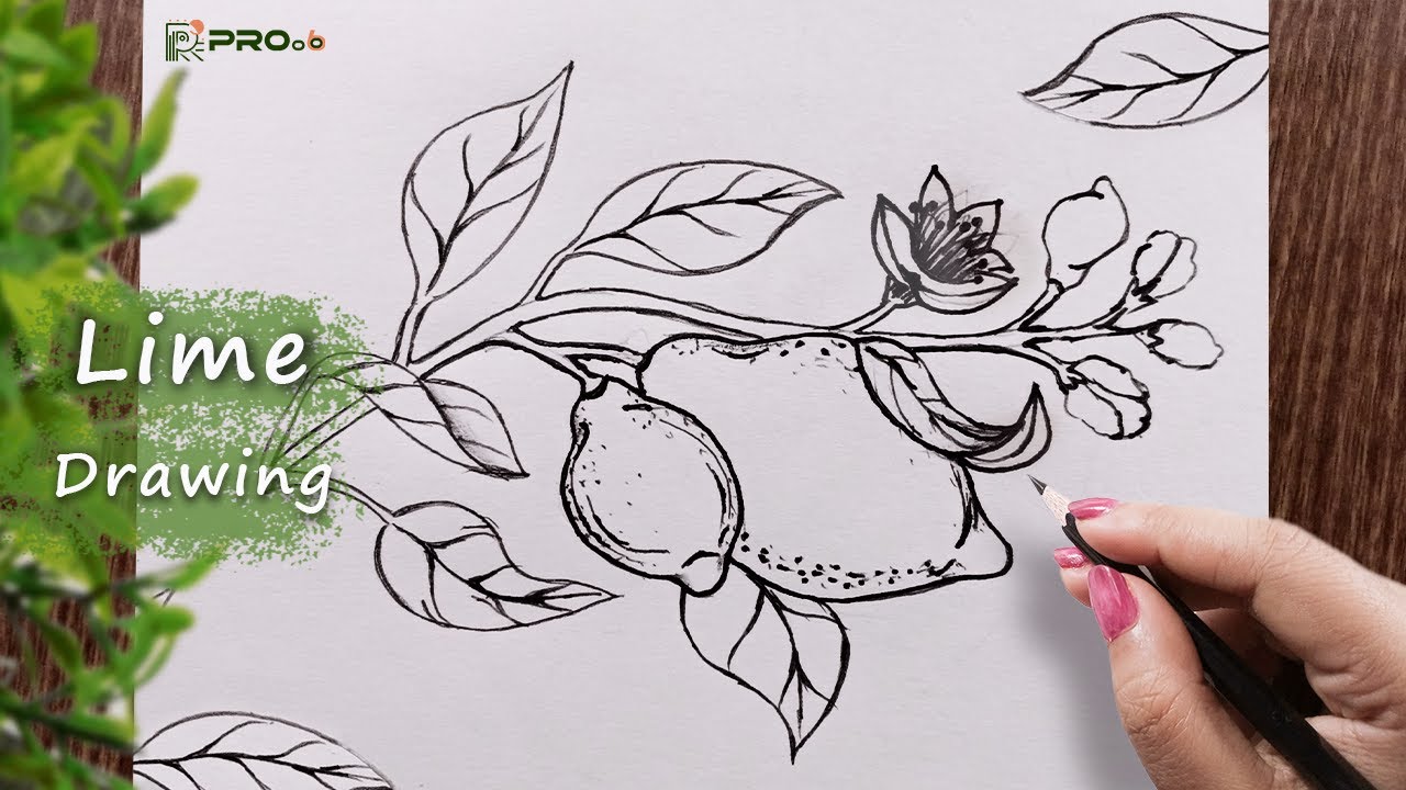🍋🍋 How To Draw Realistic lemon Branch with Flower & Bud || Step-by-Step ...