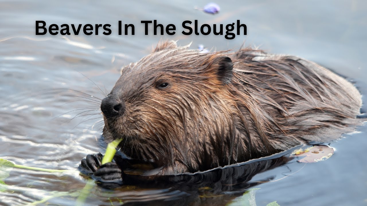 Alaska's Beavers: Bark-Stripping, Grooming, and Swimming in the Slough ...