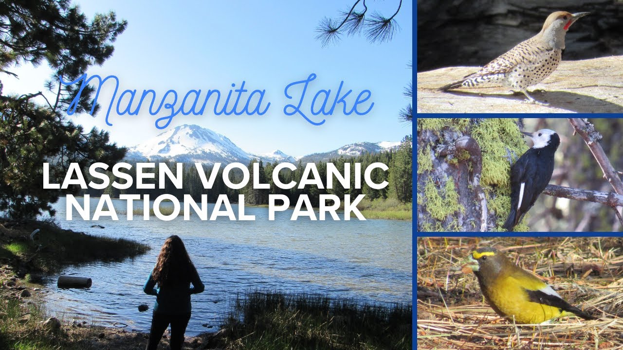 Birding in Lassen Volcanic National Park #birds #birding #birdwatching ...