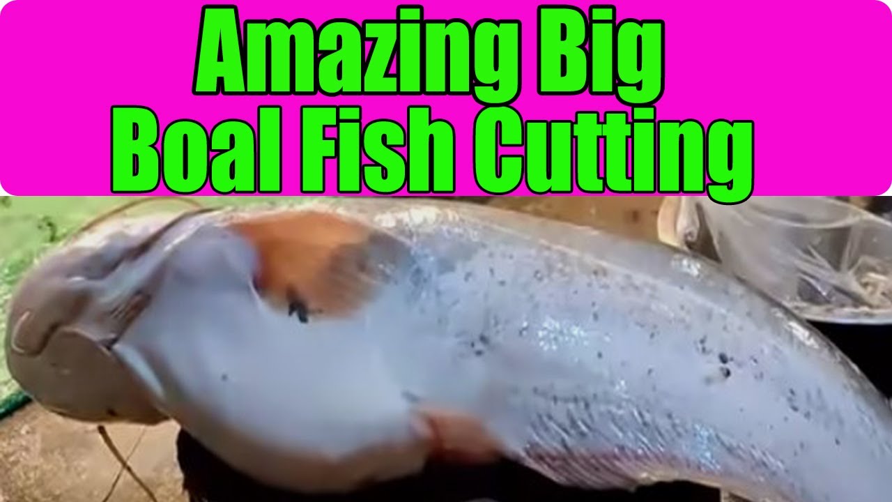 বোয়াল মাছ কাটার পদ্ধতি, Boal Mache Cutter Process. Br fishing Life ...