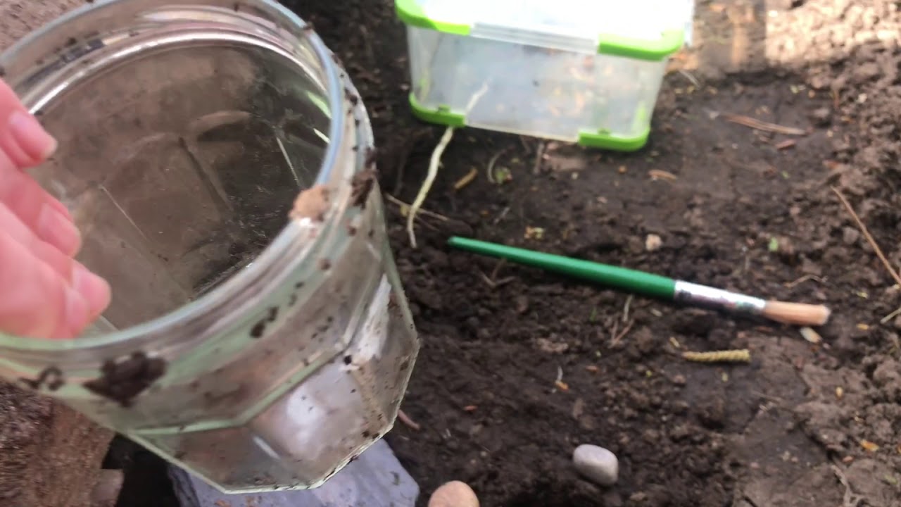 Let's Notice Nature Topic Five: Minibeasts - How to build a Tumble Trap ...