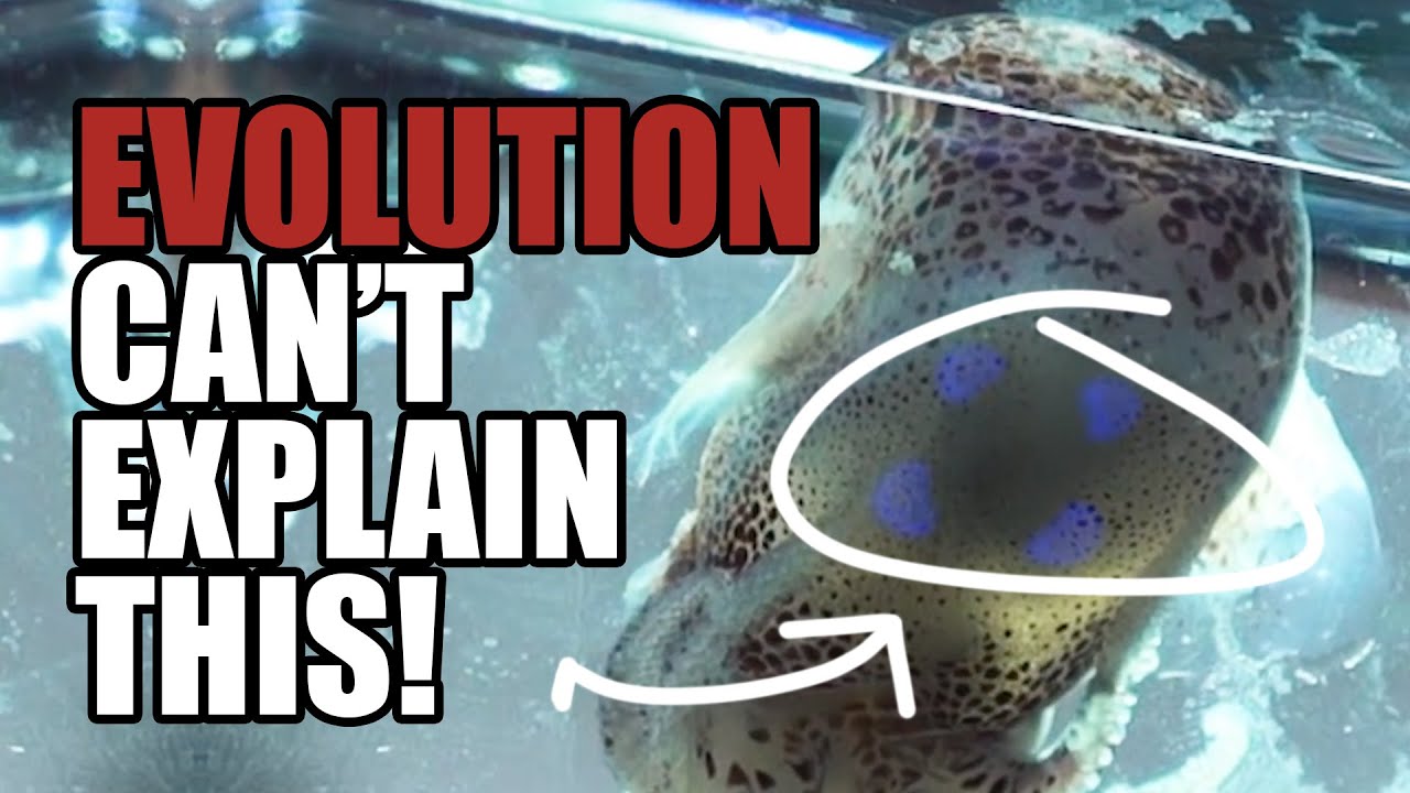 The Bobtail Squid and how it survives! (Creation over evolution) - YouTube