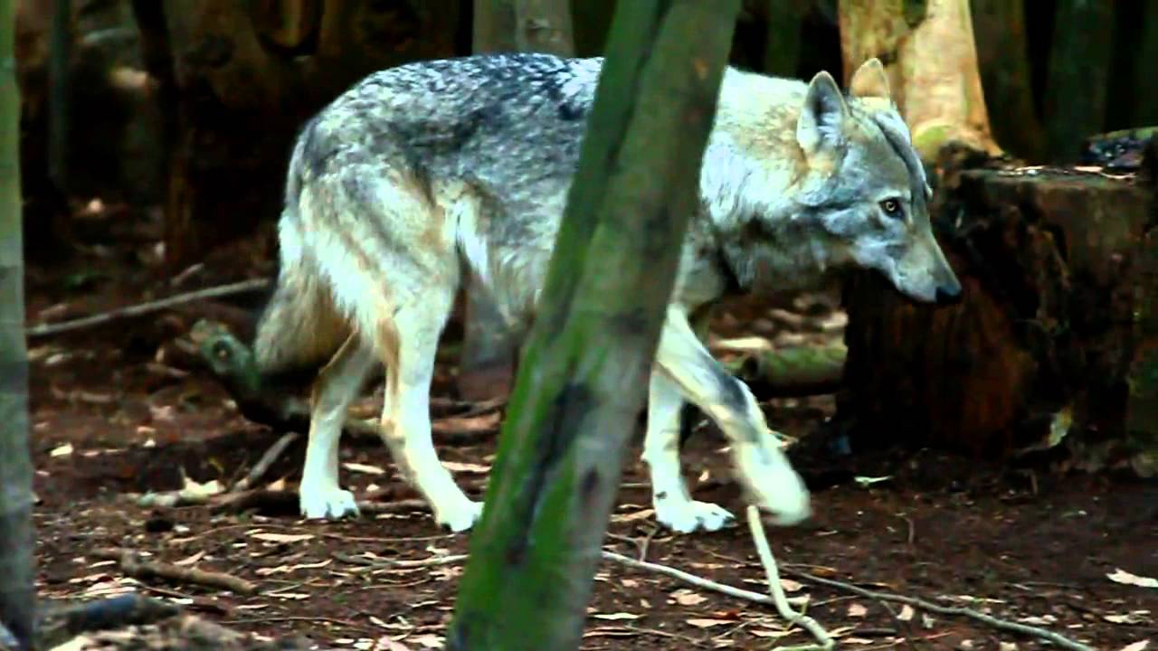 Garden Route Wolf Sanctuary - Wolf Video - YouTube