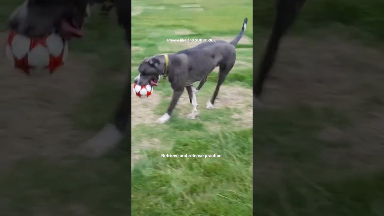 American Bull Dane retrieve and release training. - YouTube
