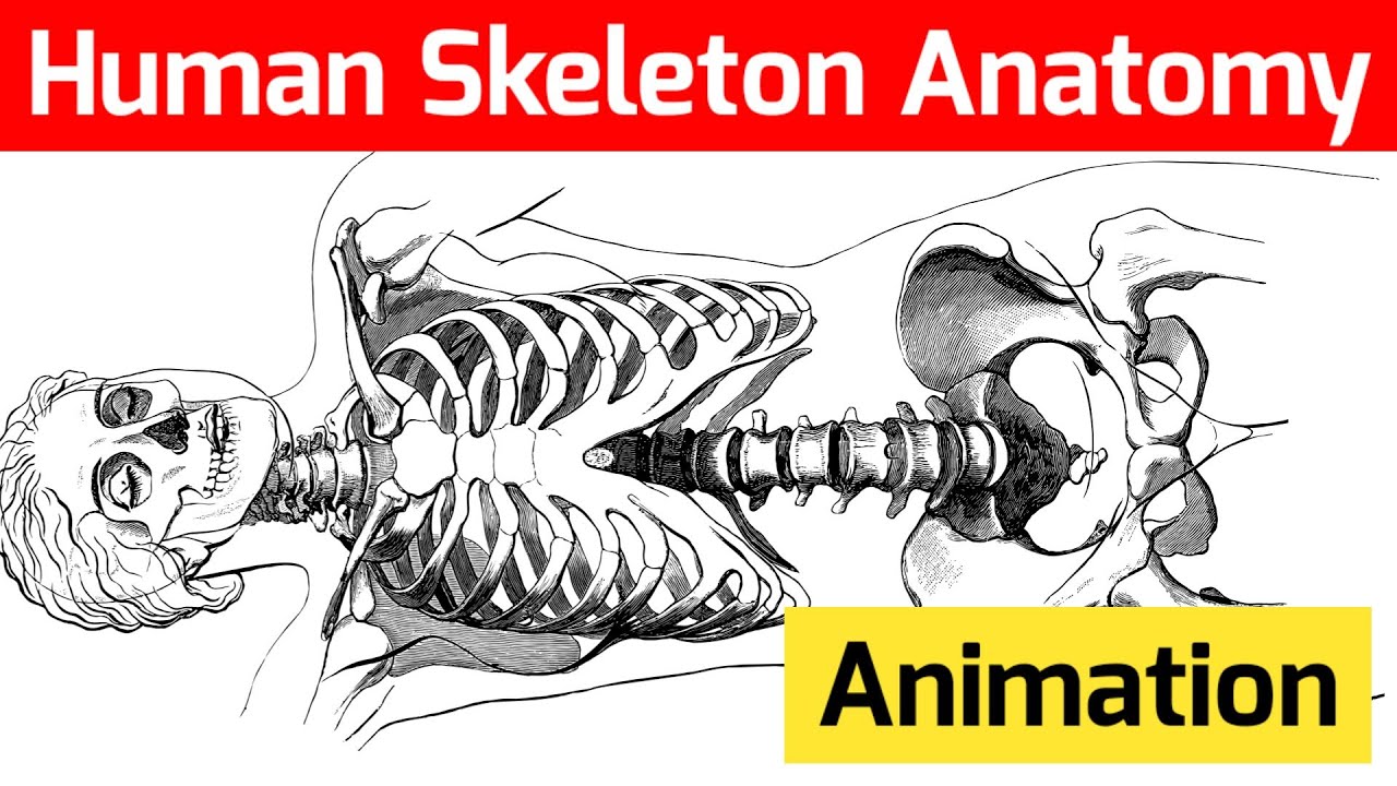 Human Skeleton Anatomy Animation @StudyCircle247 #NEET #HUMAN_Body ...