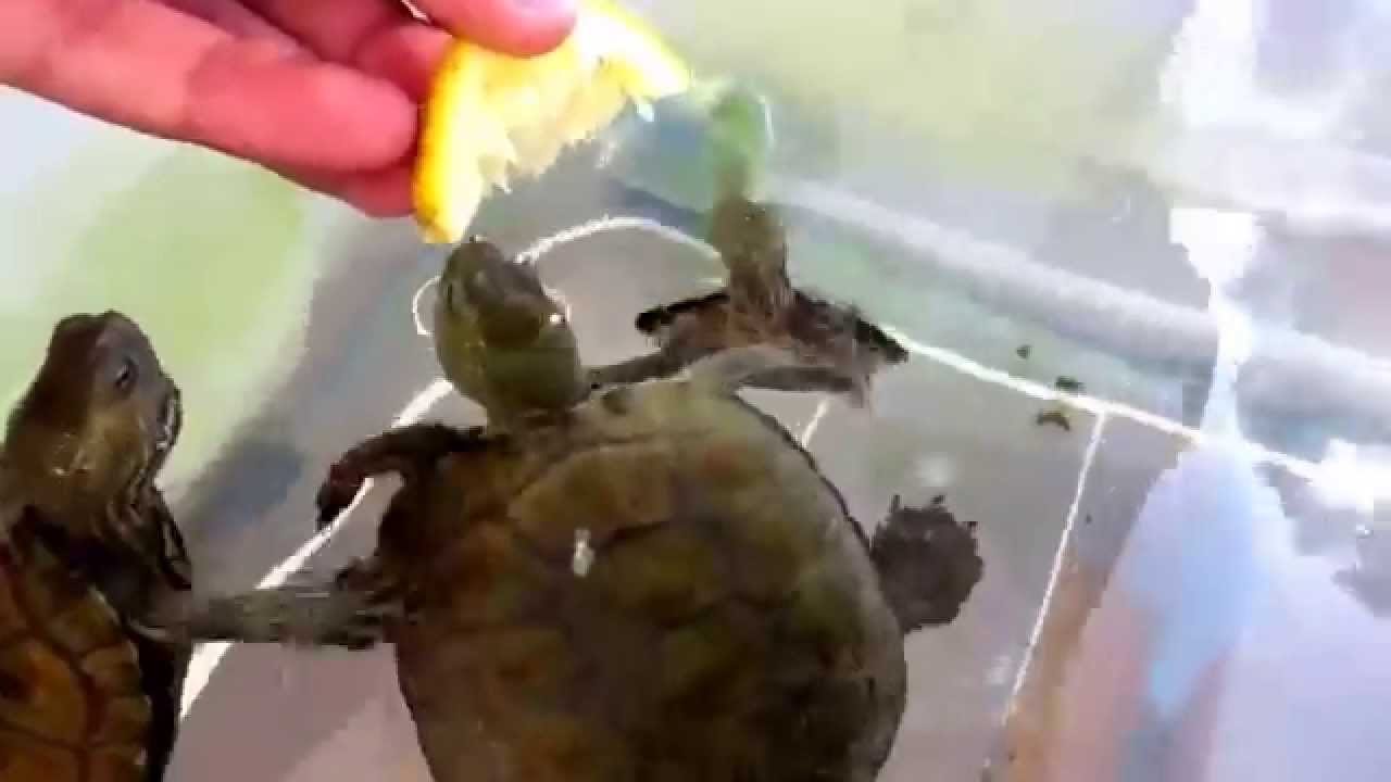 Turtles loves lemon - YouTube
