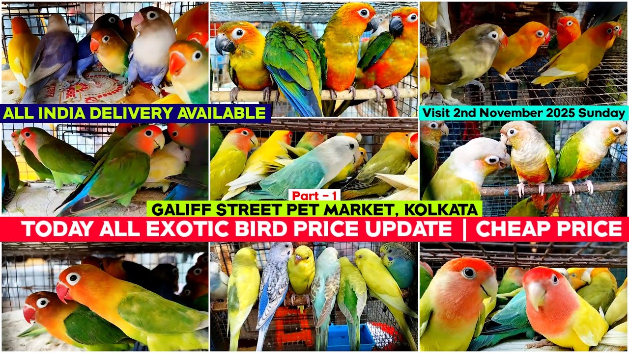 Kolkata Bird Market | Exotic Bird Price Update | Galiff Street Pet ...