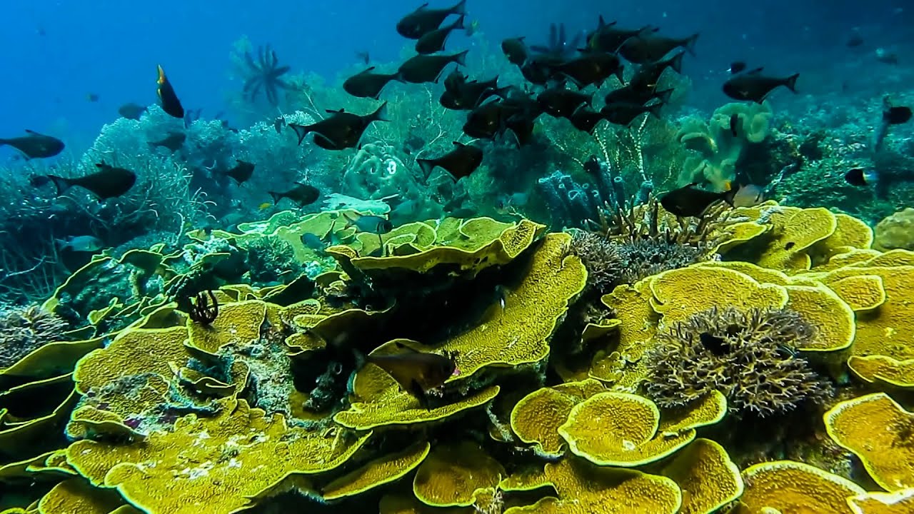 Ocean Wise Overview - YouTube