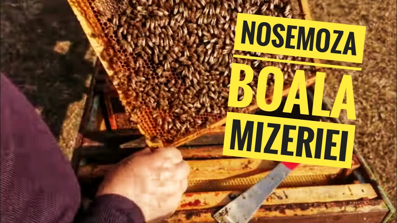 NOSEMOZA... Boala mizeriei! - YouTube