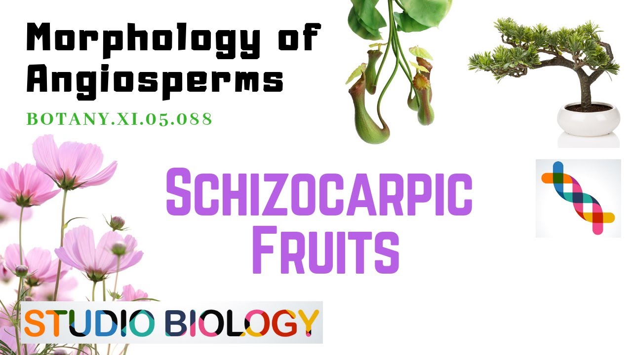 BOTANY XI.05.088 – Morphology of Angiosperms – Schizocarpic Fruits ...
