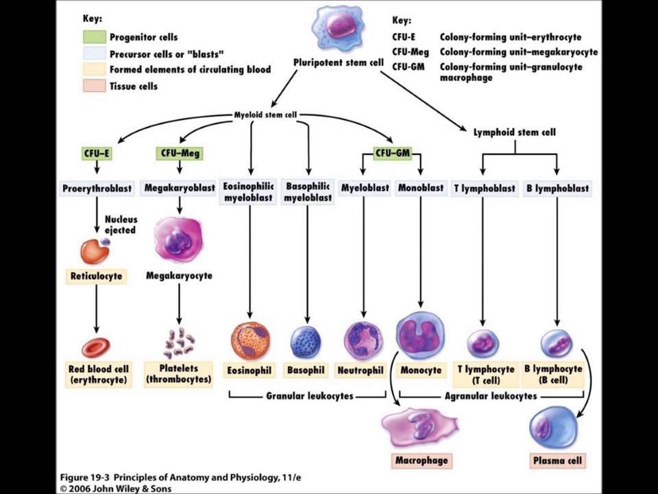 hematopoiesis - YouTube