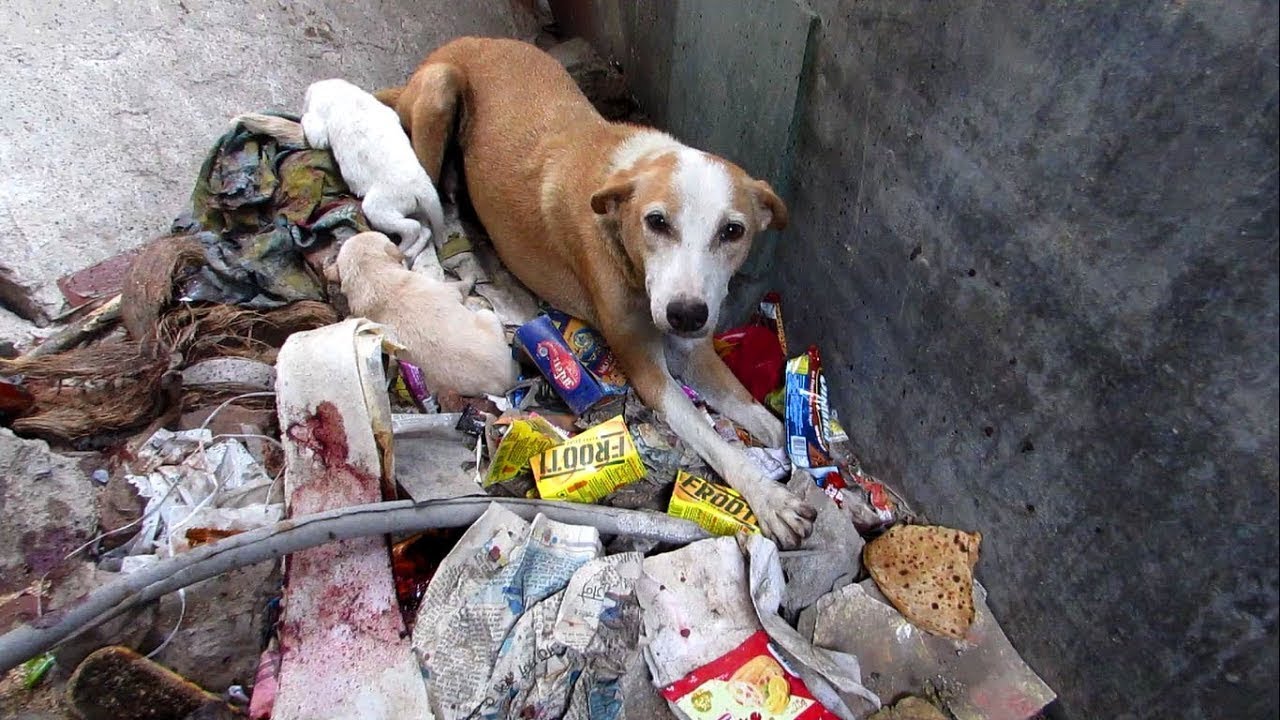 Best Animal Rescues | Animals That Find Good People - YouTube