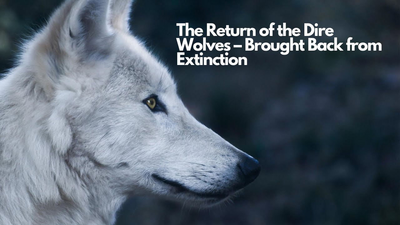 The Return of the Dire Wolves – Brought Back from Extinction - YouTube