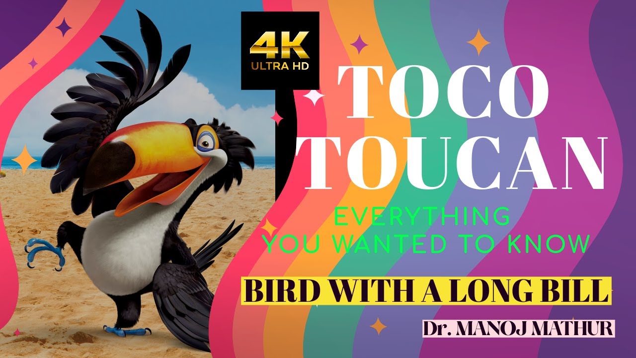 THE MAGNIFICENT TOCO TOUCAN | DR MANOJ MATHUR - YouTube