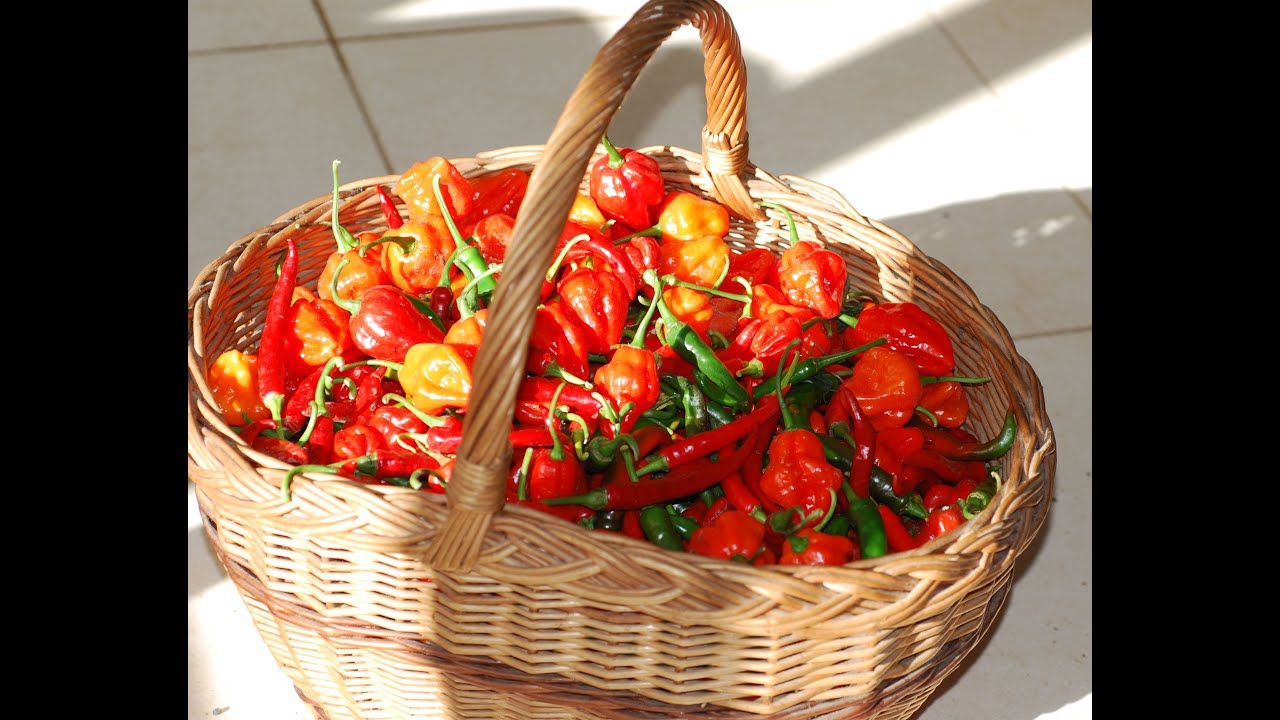 Double your Chilli Crop - YouTube