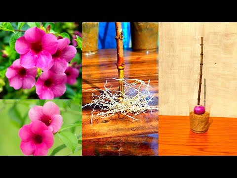 How to grow allamanda plant from cutting | Propagation allamanda plant ...