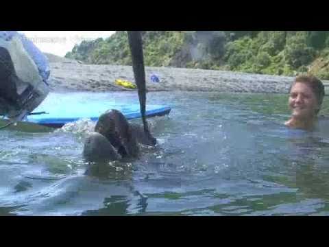 Moko the dolphin - YouTube