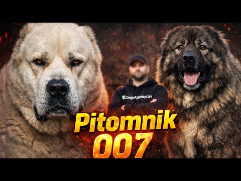 3 Xallı, 1 Pitomnik | Azərbaycanda Məşhur Volkodavlar