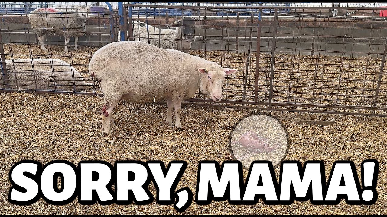 Two steps forward, but one BIG step back. Vlog 810 - YouTube