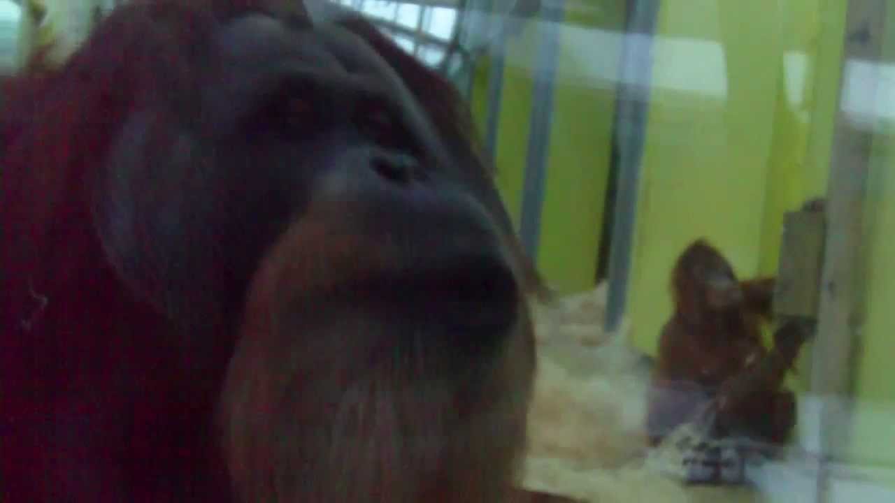 Baby Orangutan right in the middle of it - Orangutans Marathon mating ...
