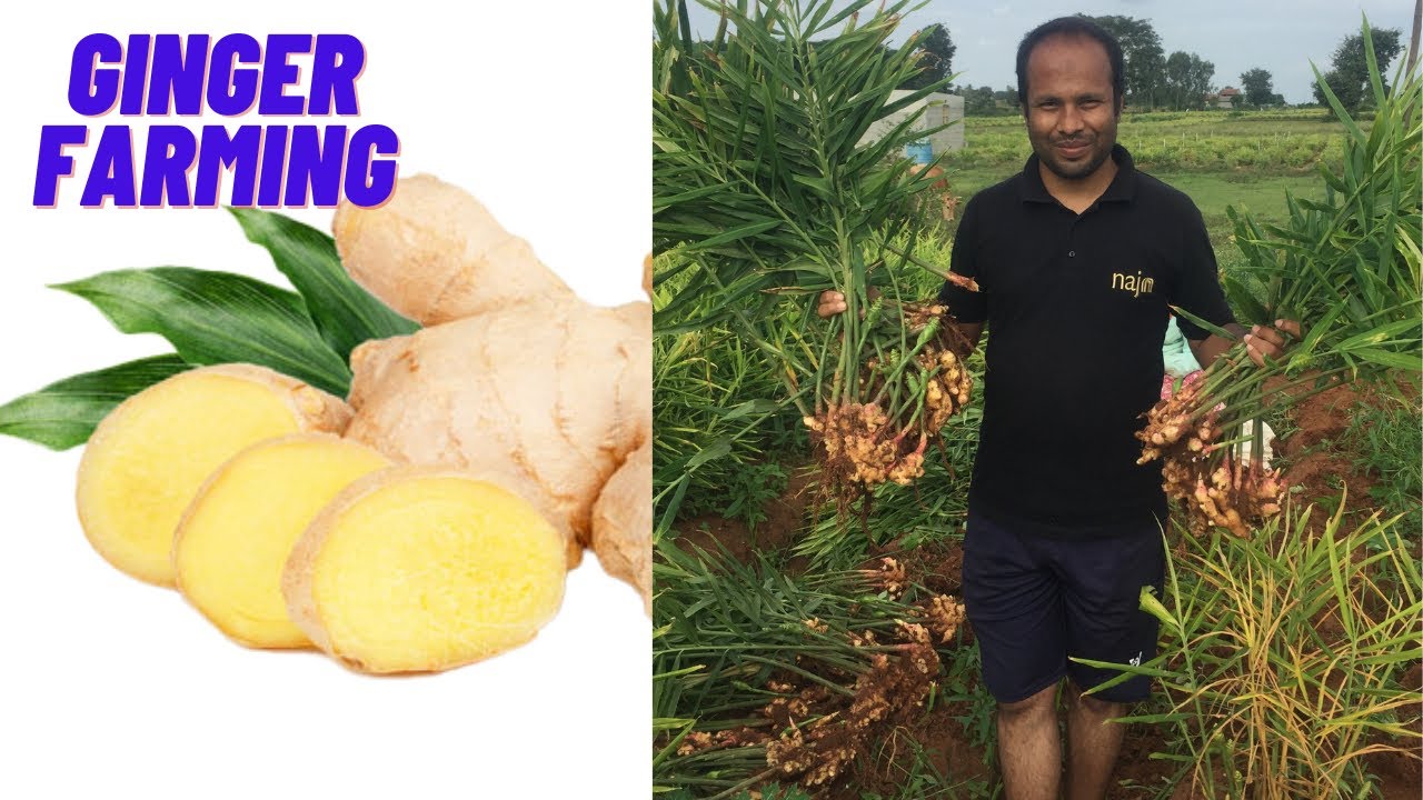 Ginger Farming in India | Ginger Farming | How to do Ginger Farming ...
