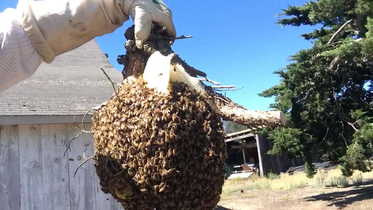 California honey bee rescue Saving bees one colony at a time - YouTube