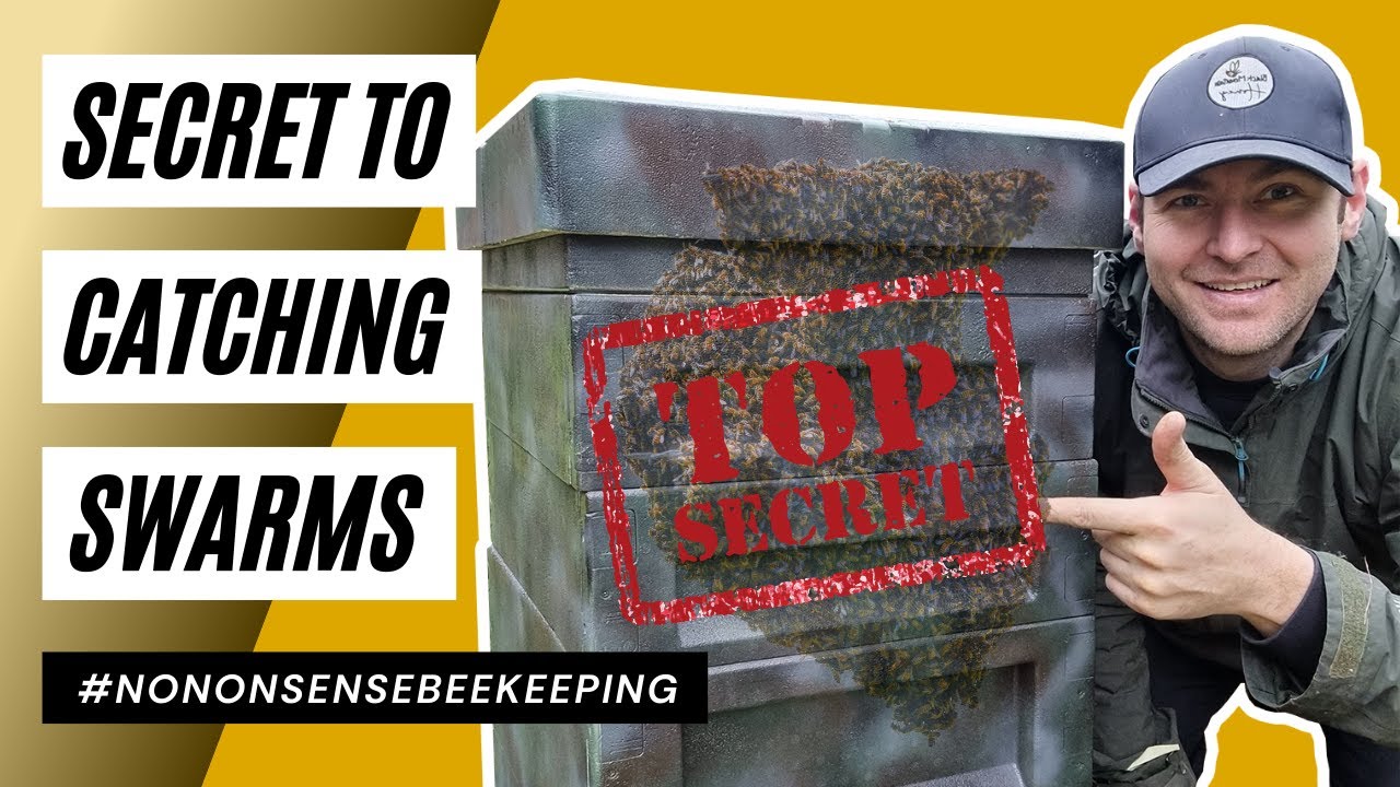 Secret To Catching Swarms - Catching Swarms Bait Hives - How to Swarm ...