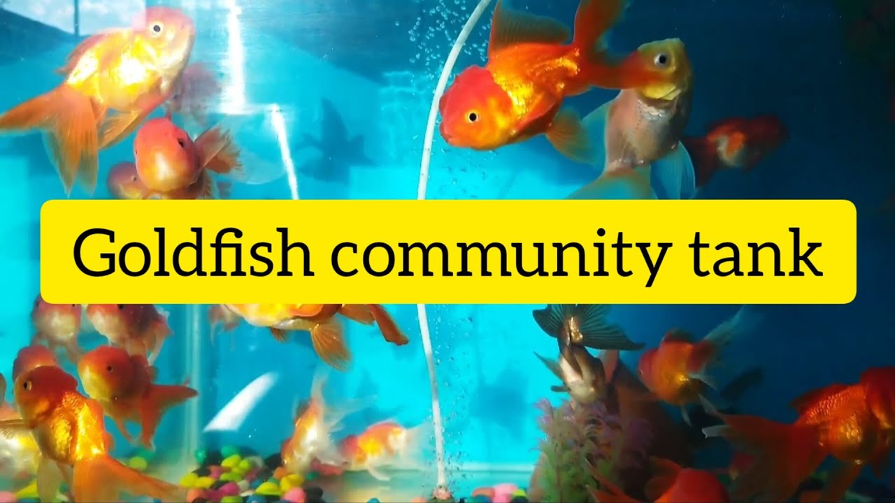 Goldfish community tank | oranda Gold fish | Goldfish tank - YouTube