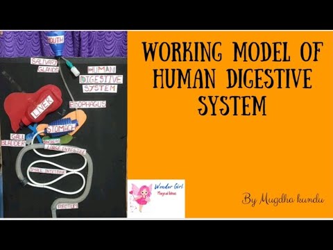Working Model Of Human Digestive System | Science Project | Best out of waste | Wonder Girl