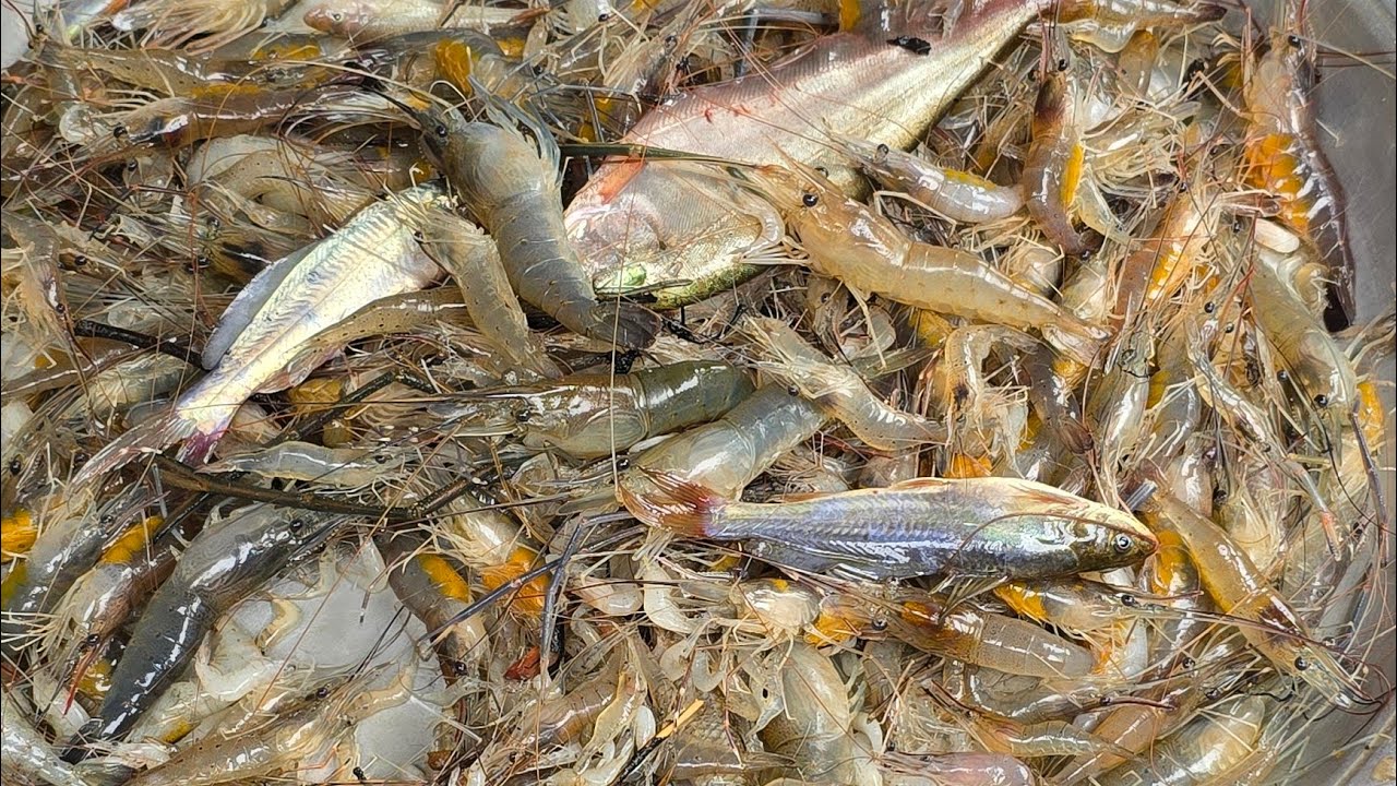 amazing huge fresh baila, shrimps with mixed river fishes in Bangladesh ...