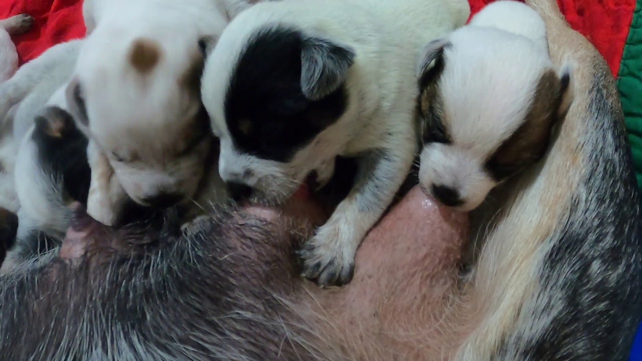 14 Days Old Puppies Australia Miniature Cattle Dog - YouTube