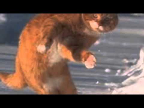 "Walk Right In" Jim Henman - YouTube