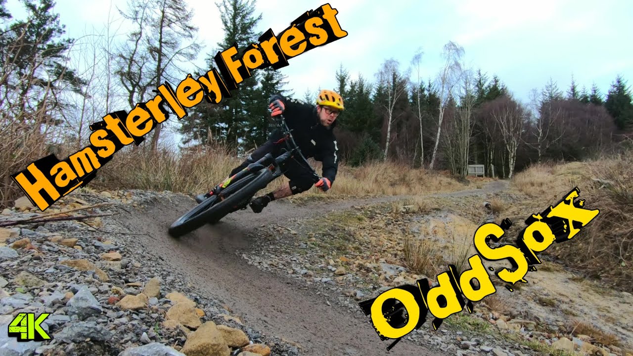 Hamsterley Forest (OddSox) - YouTube