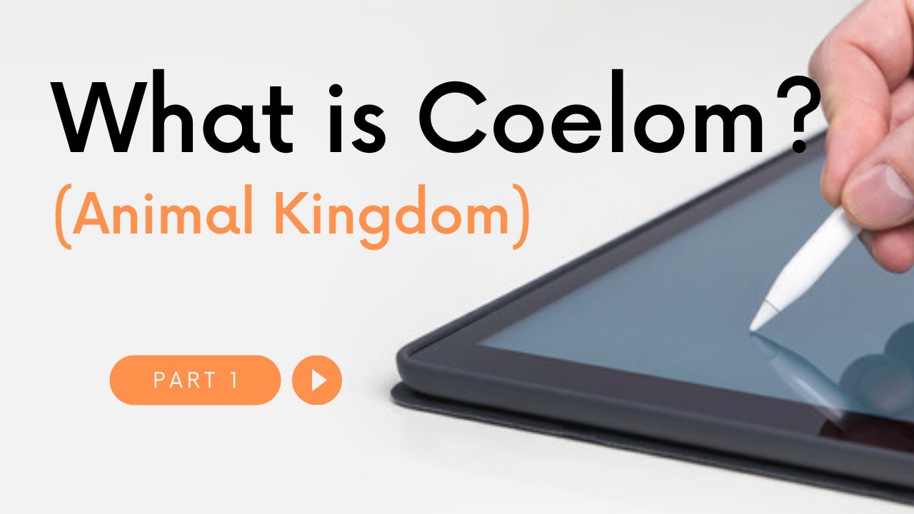 What is a Coelom? Animal Kingdom | - YouTube