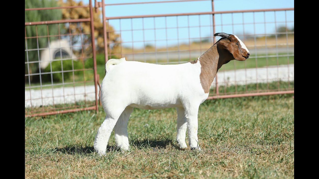 2020 Miller Boer Goats | Tag 00806 - YouTube