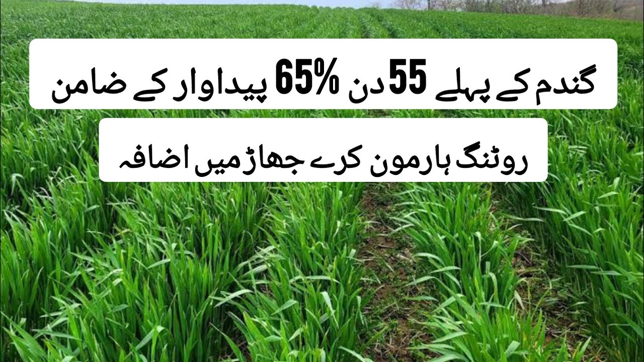 Wheat first 55 days impact on yield | How to increase wheat tillering ...