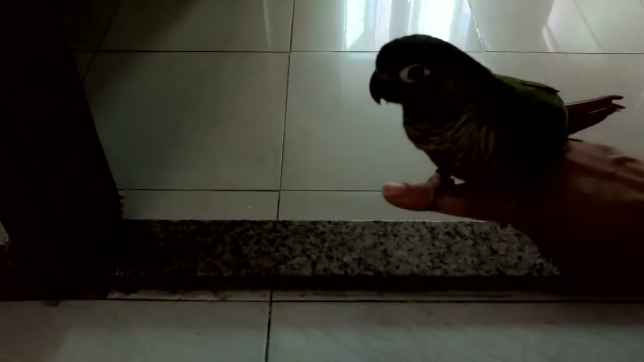Yo Yo - Green Cheek Conure Poo Poo on Tissue - YouTube